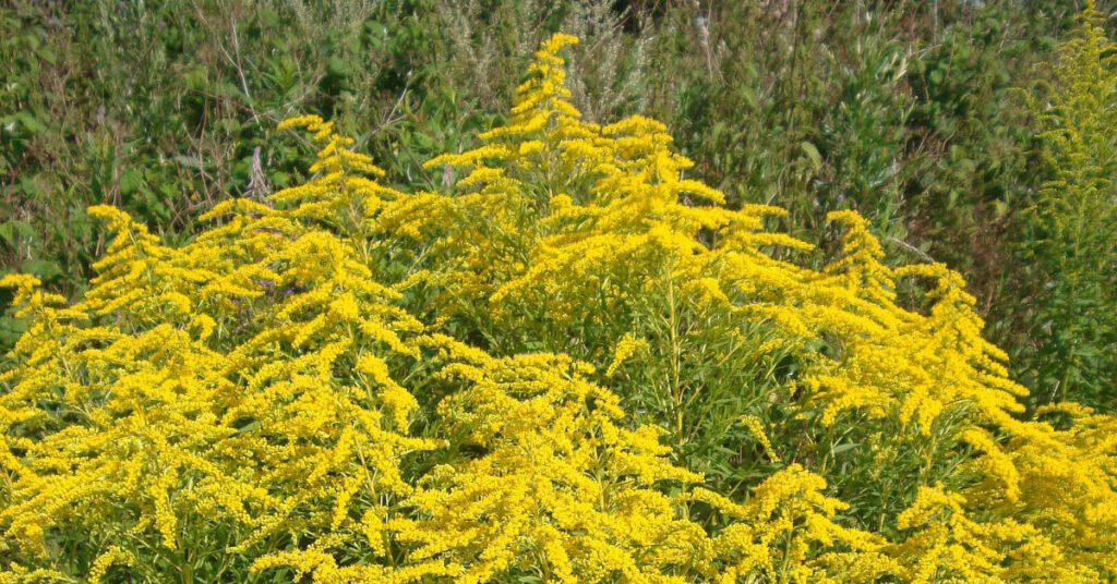 Gnojówka z nawłoci – jak zrobić i stosować?